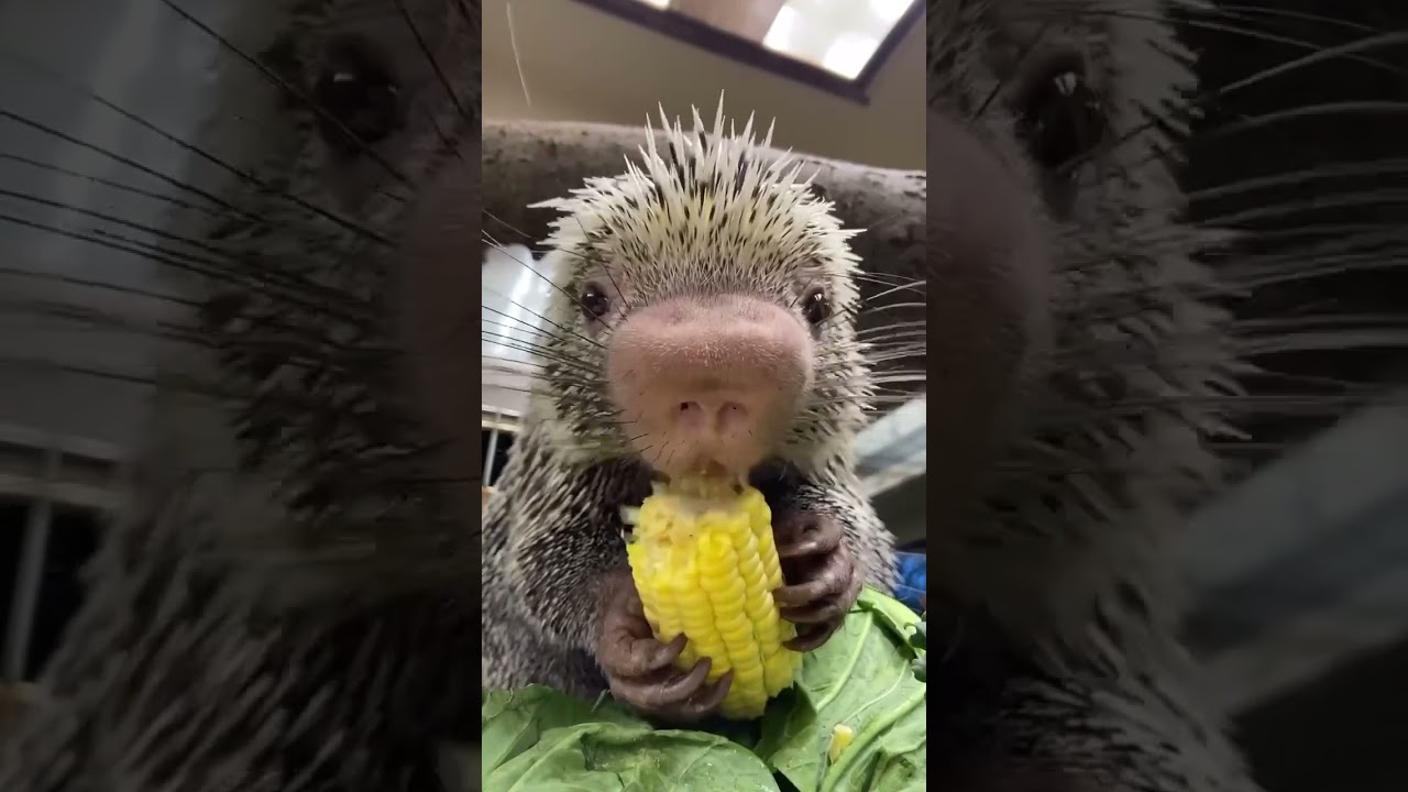 Rico the porcupine celebrates National Corn Day