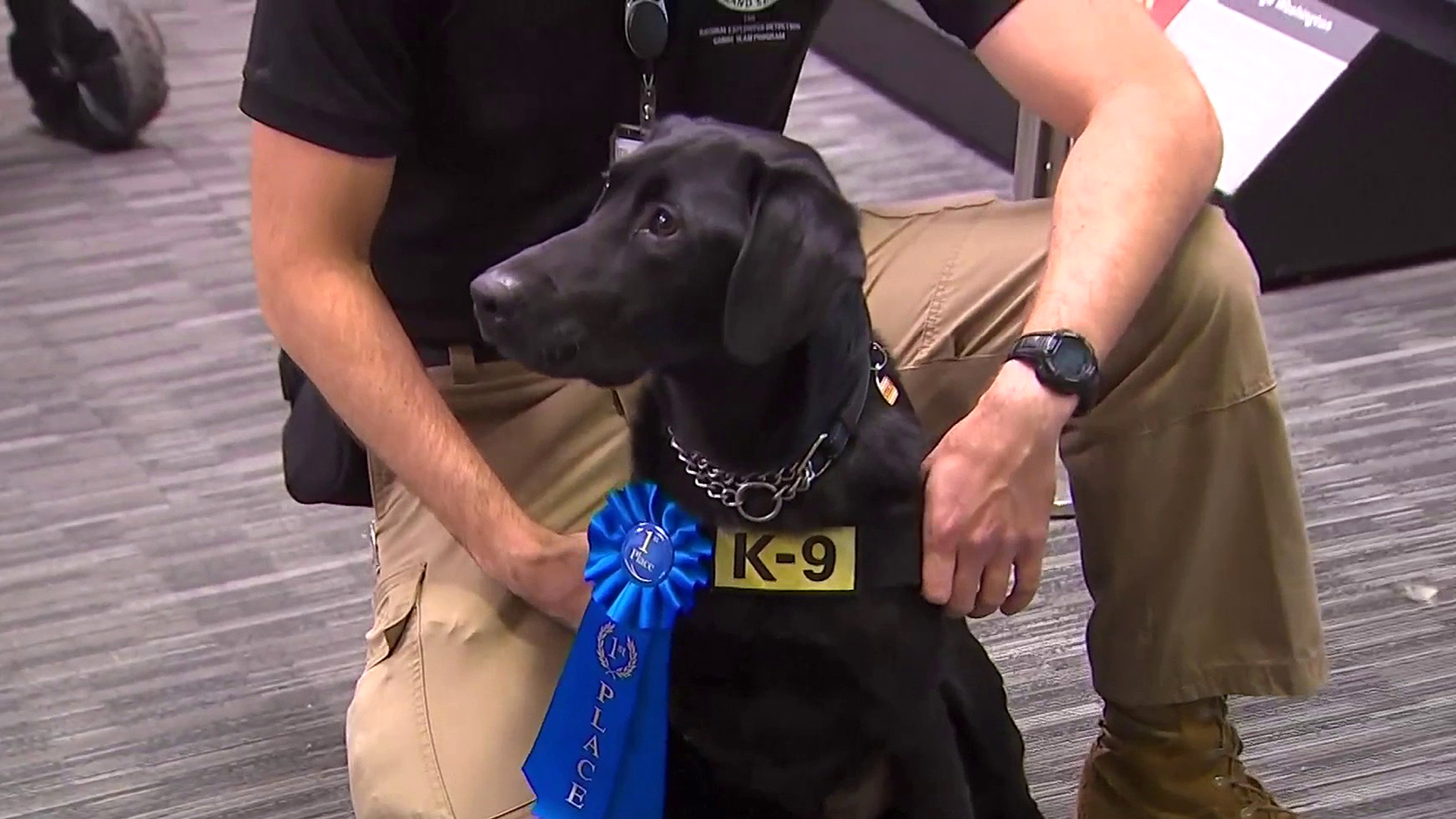 Pittsburg TSA Dog, Steeler, Is Named Agency’s Cutest Canine