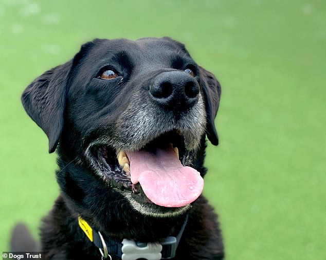 How does YOUR dog stack up? Interactive tool reveals exactly how rare ...