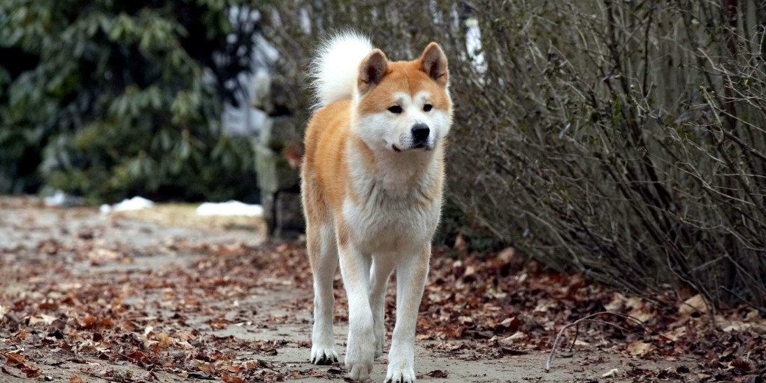 25 Best Dogs from Movie and TV Shows to Watch and Celebrate National ...