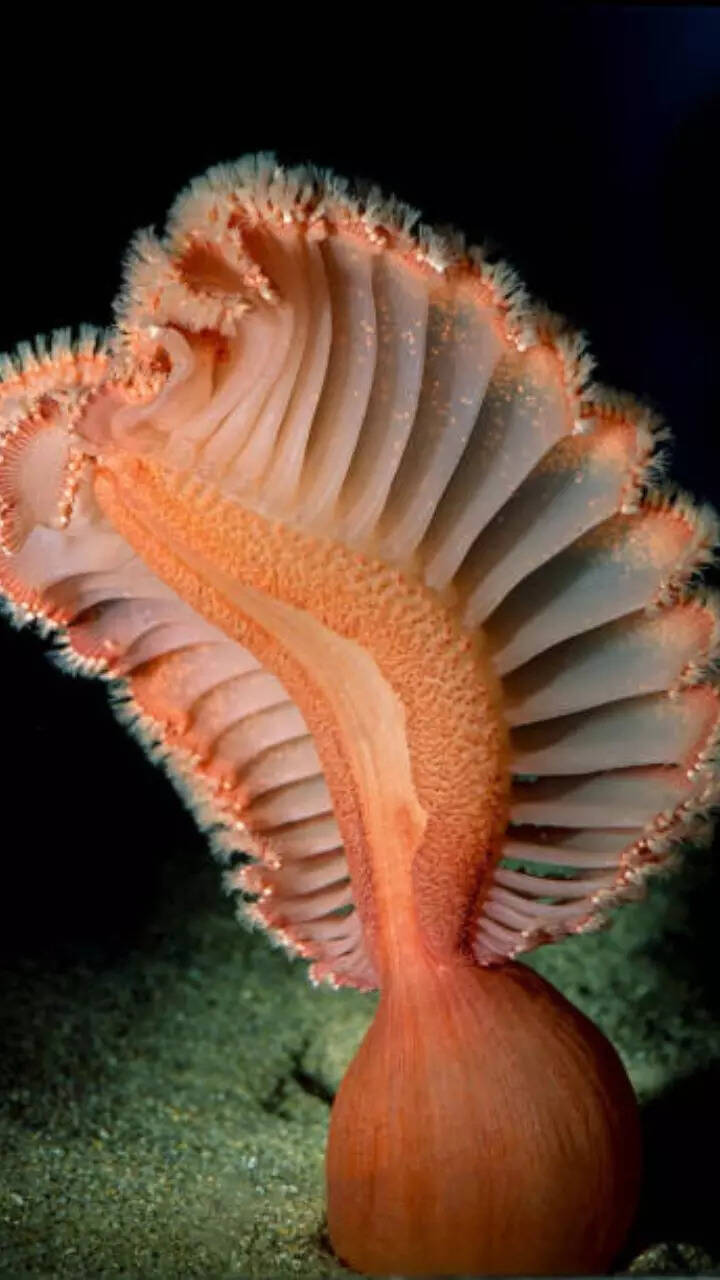 Small world indeed: 8 creatures that resemble plants