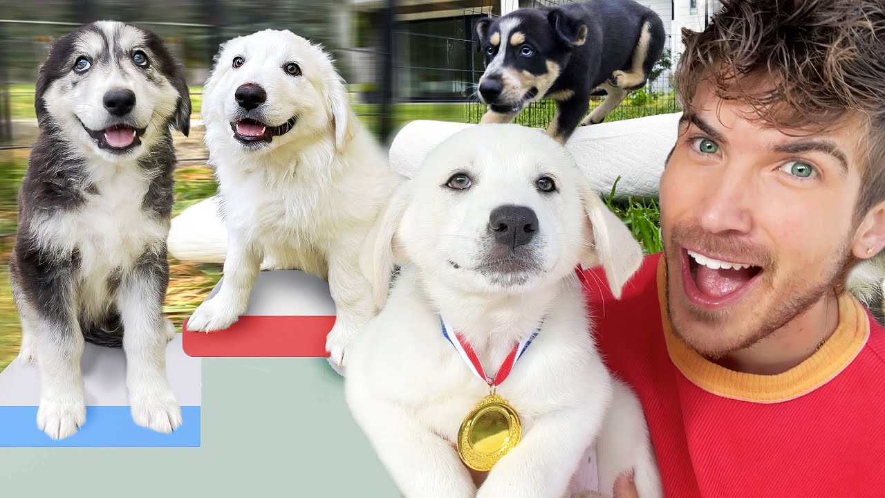 Eleven huskies competing for the title of best puppy