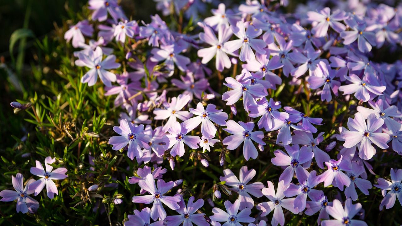 How to grow creeping phlox – for a resilient and pretty flowering ...