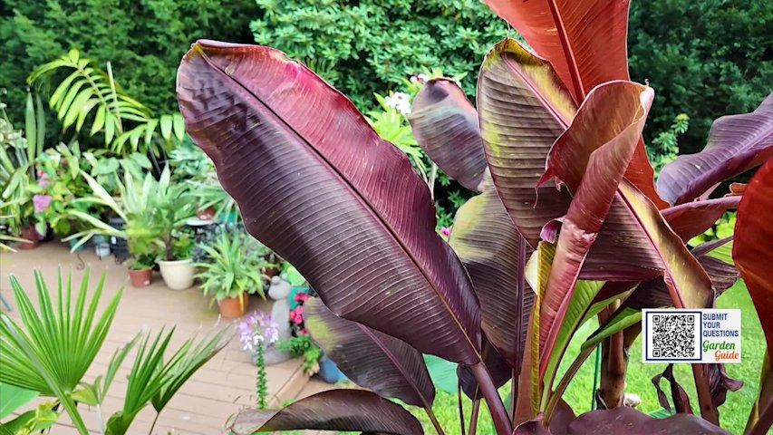 What's a variegated plant and why are they SO popular!?