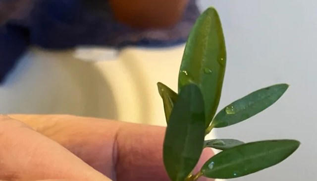 Gardener shares genius hack using empty pill bottles: 'I have a bunch ...