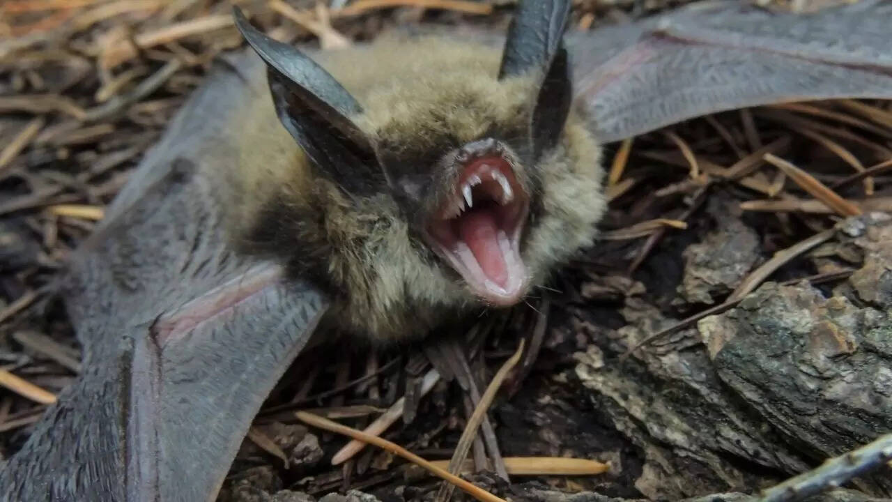 5 surprising facts about bats that will change how you see them
