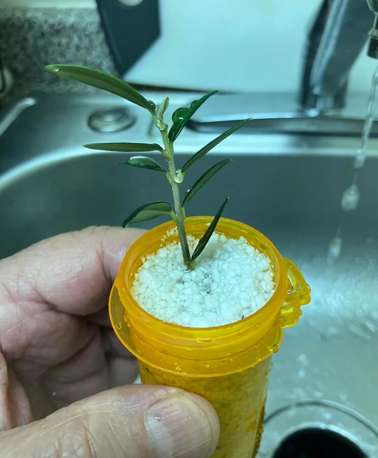 Gardener shares genius hack using empty pill bottles: 'I have a bunch ...