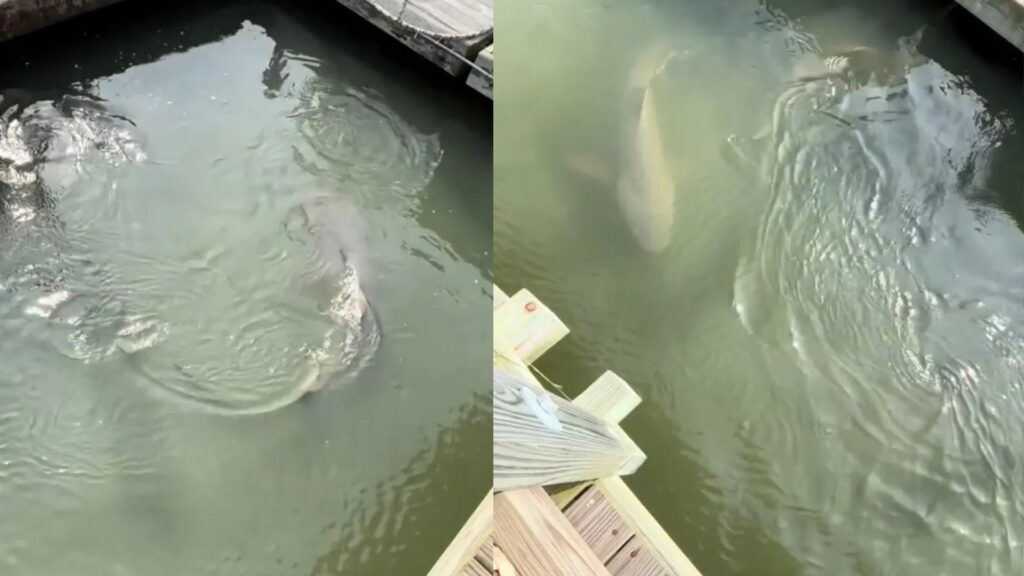 Sharks and Alligator Spotted Swimming Together Off Dock In South Carolina