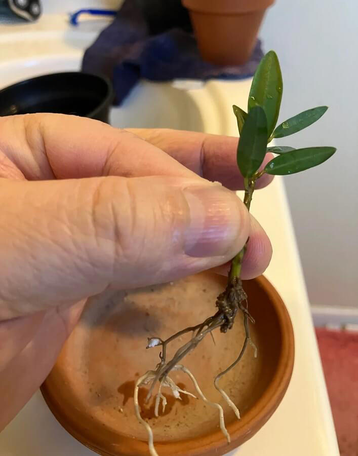 Gardener shares genius hack using empty pill bottles: 'I have a bunch ...