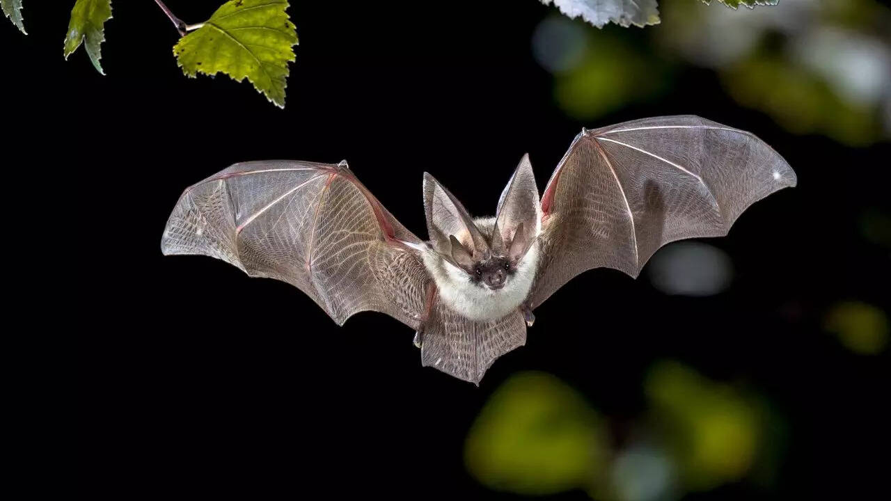 5 surprising facts about bats that will change how you see them