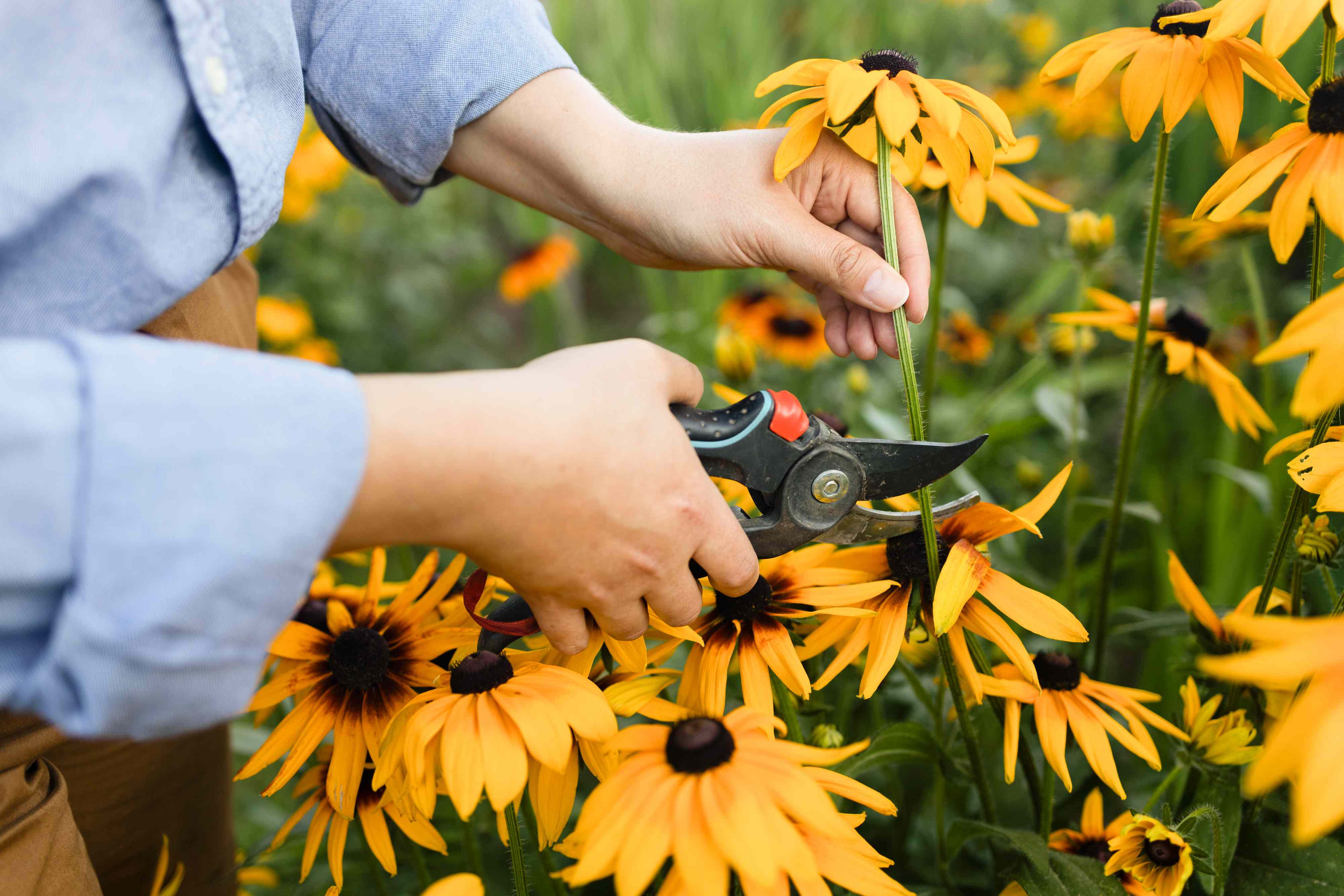 Cutting Back Perennials? How to Do It the Right Way Without Risking ...