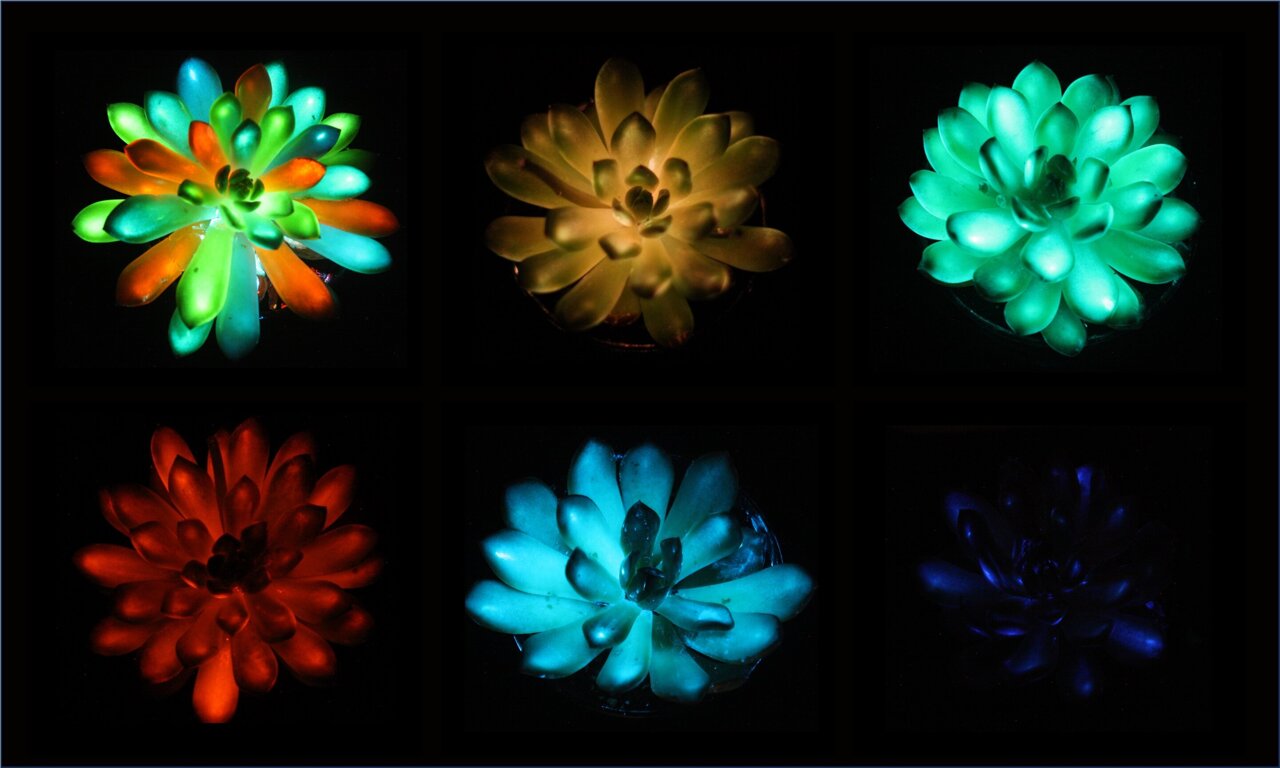 Glow-in-the-dark succulents that recharge with sunlight could pave way ...