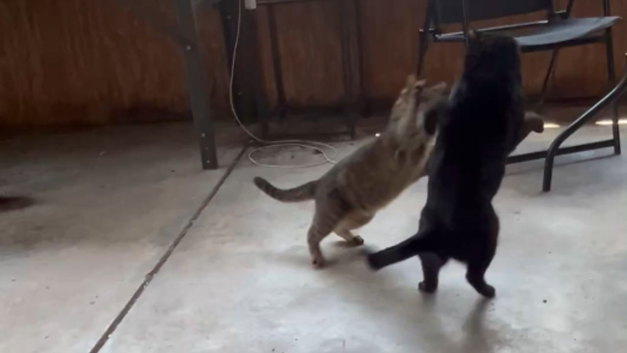 Two cats get into a wild fight and neither wants to back off
