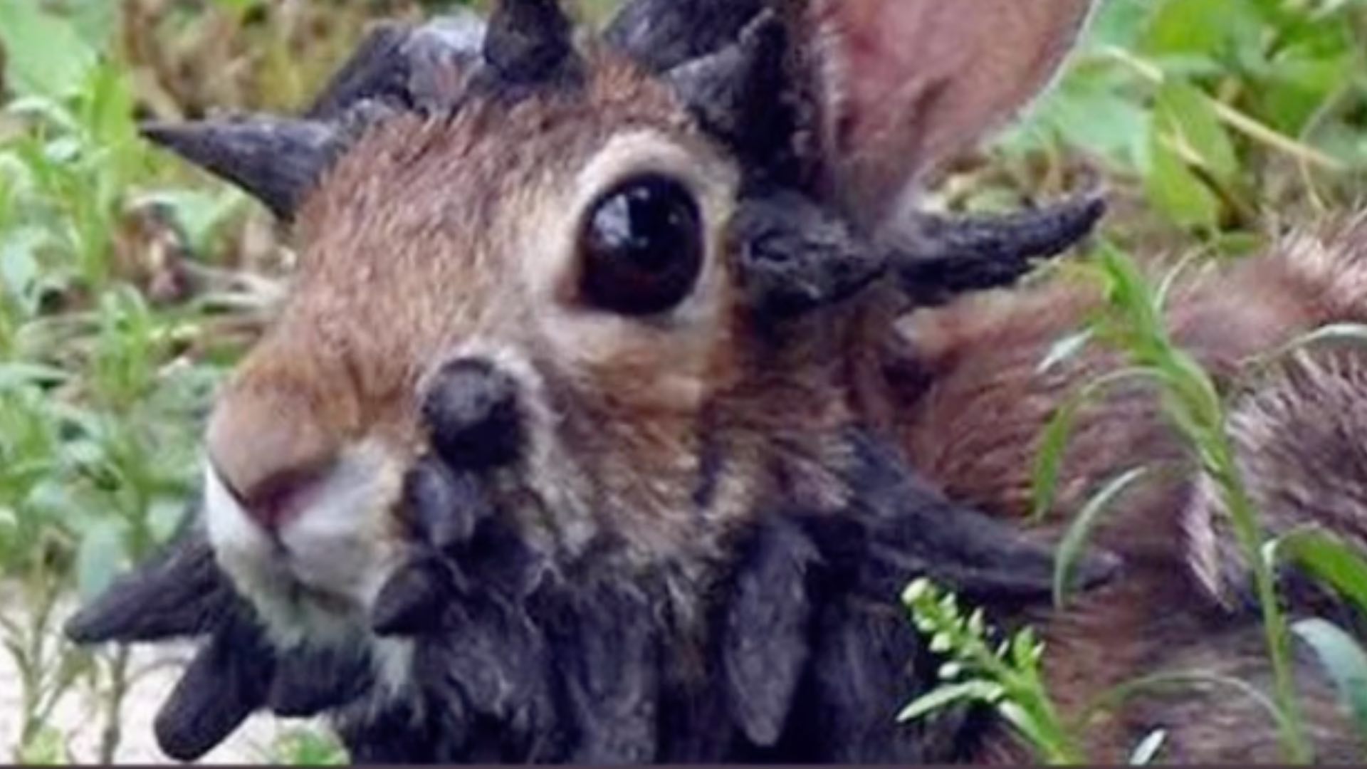 No, it's not a joke: these horned creatures haunt the American countryside.