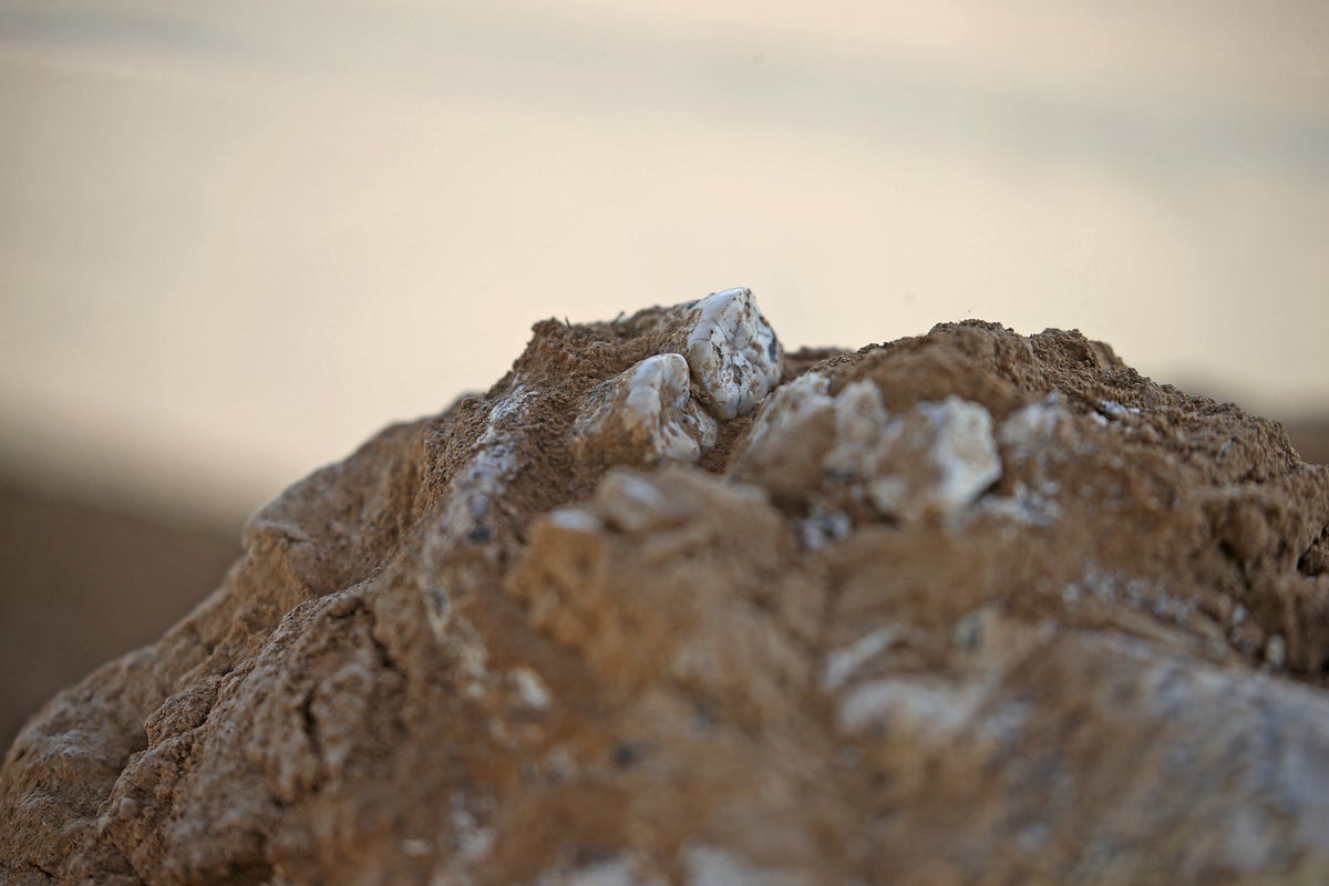 Jawbone dating back 1.8m years offers clues on how humans evolved