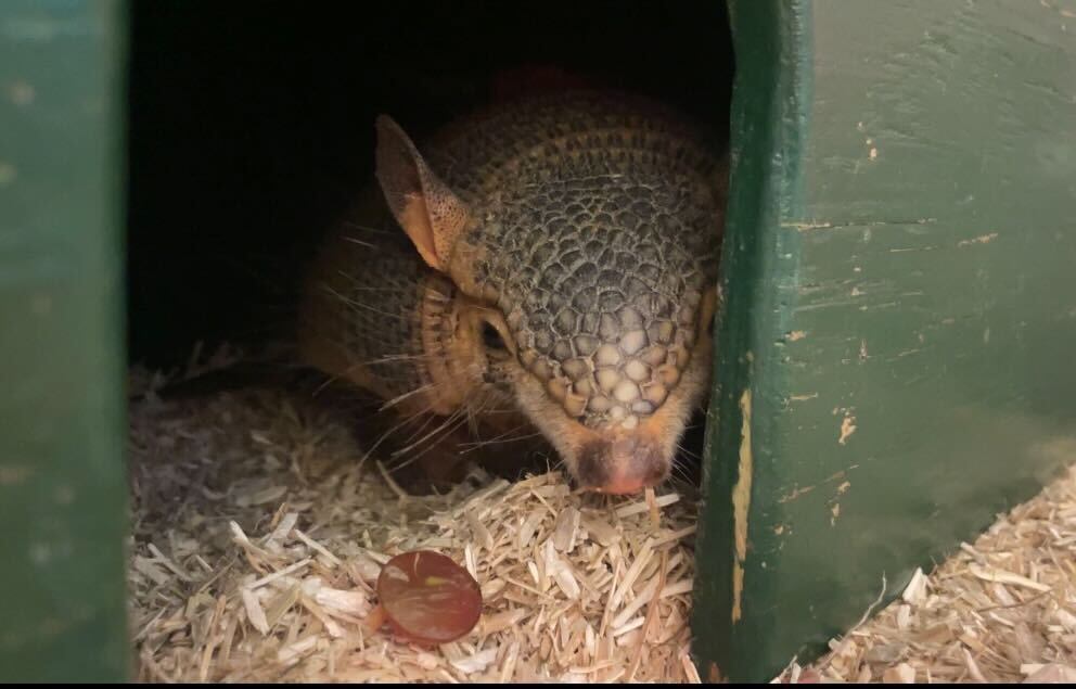 Hattiesburg Zoo issues ‘adorable alert’ for Birk the screaming hairy ...