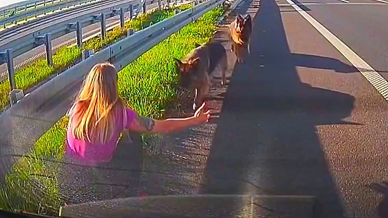 Police officer rescues two hungry dogs lost on a highway
