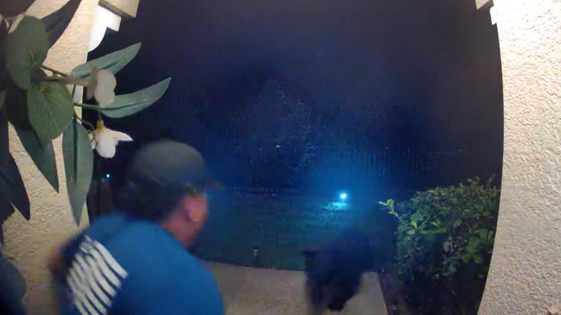 Bear attack in Florida caught on doorbell camera, watch the video