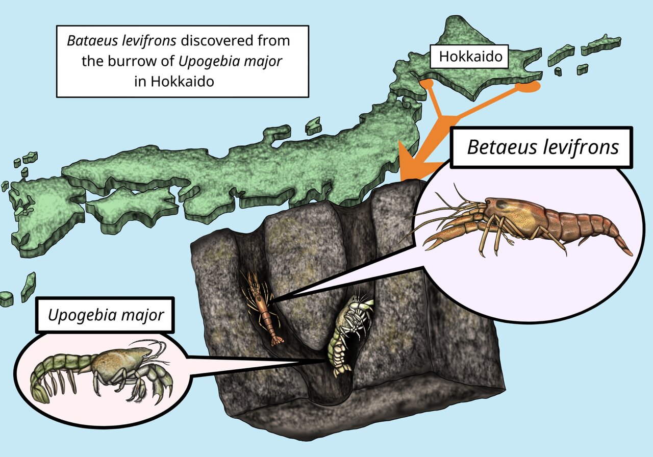 A new roommate: Rare shrimp found living in mud shrimp's burrow
