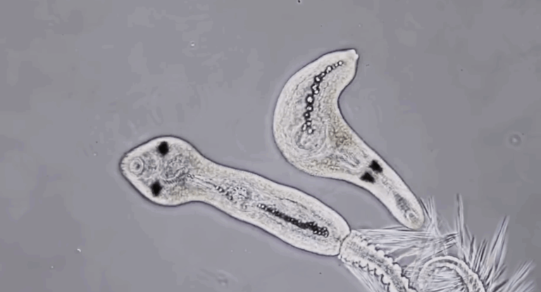 6 Things You Need to Know If the Next Pandemic Came From Space?