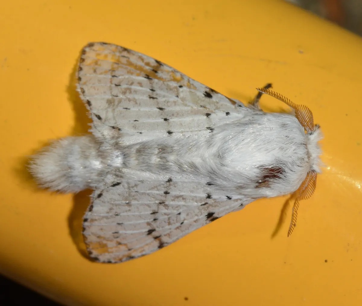 Nature’s oddities: insects so bizarre they hardly look real