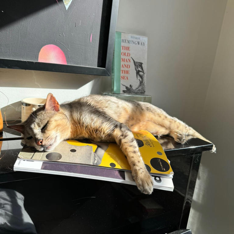 Jo Whiley’s husband accidentally kills family cat