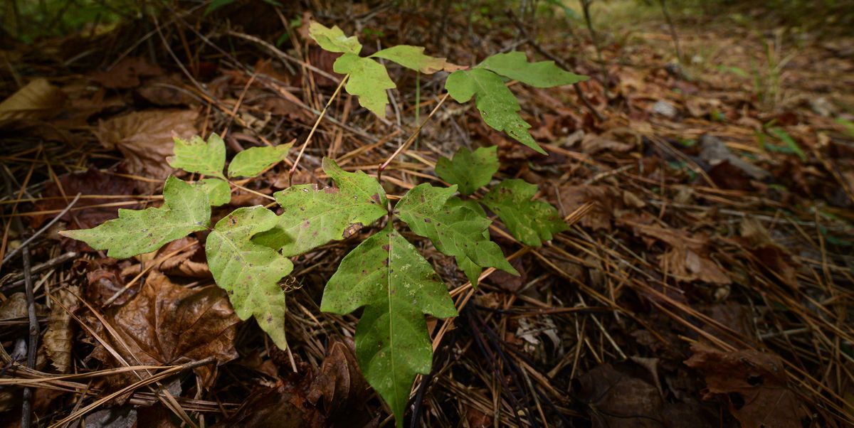 Poison ivy doesn’t stand a chance against this simple DIY hack