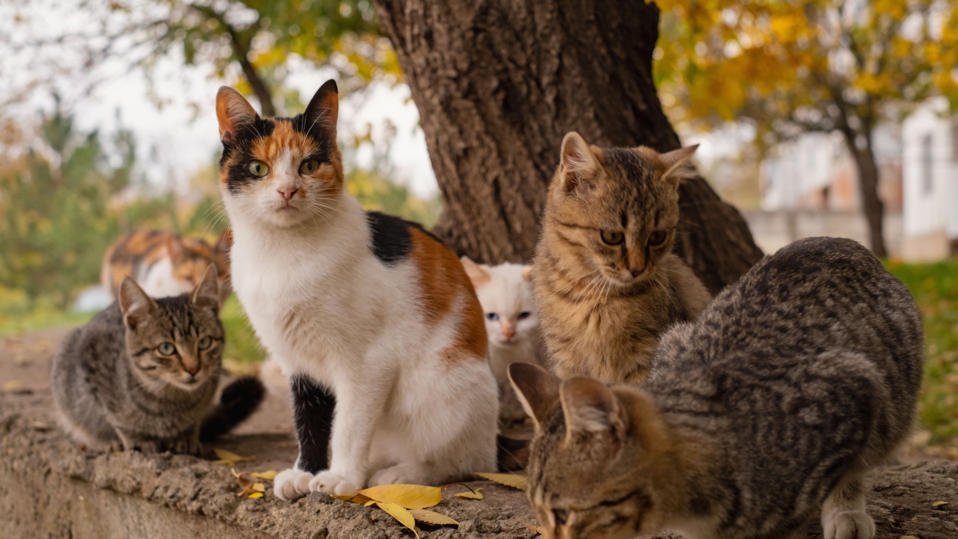 Amazing Adaptations That Help Stray Cats Survive Without Owners