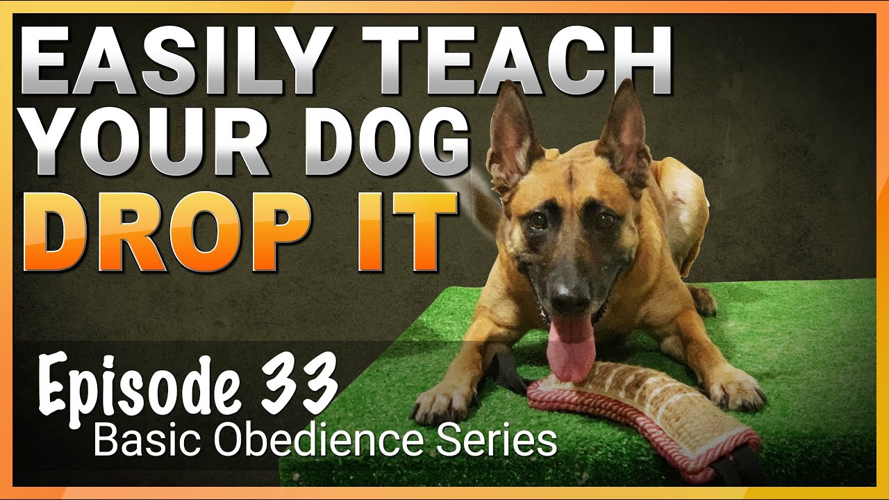 Make Your Dog Drop Anything Fast And Easy