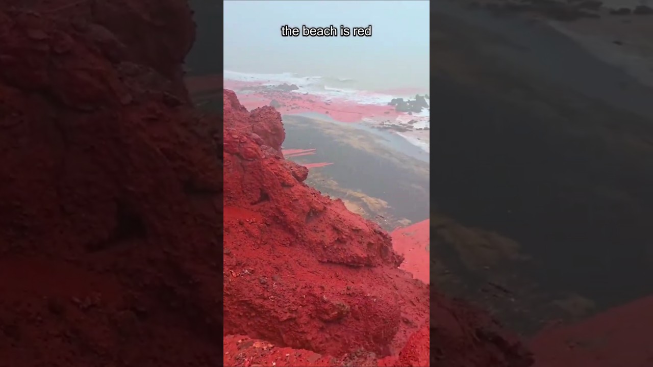 Bloody beach footage shocks wildlife watchers