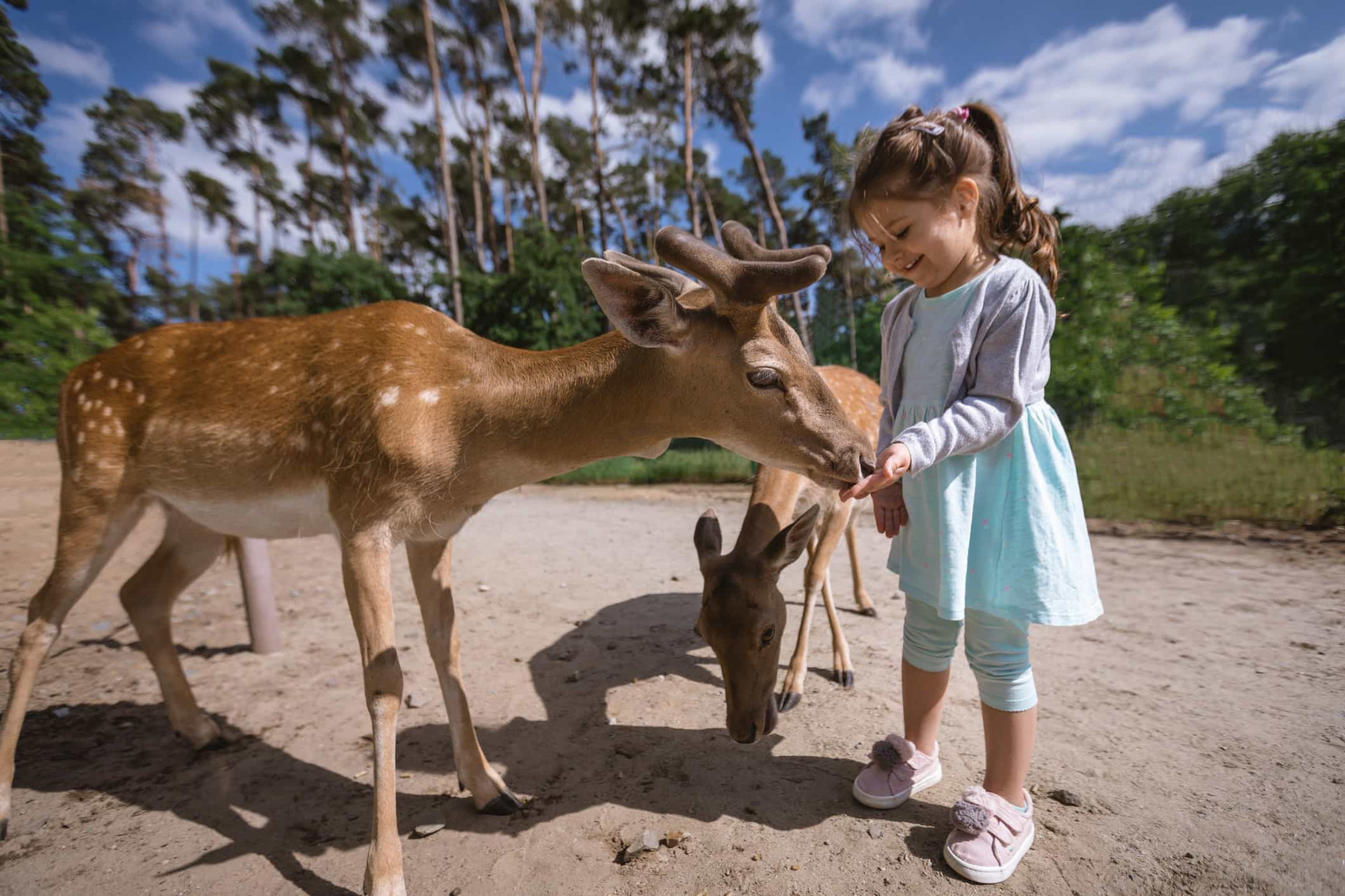 Scientists rank the mammals that make the best human companions