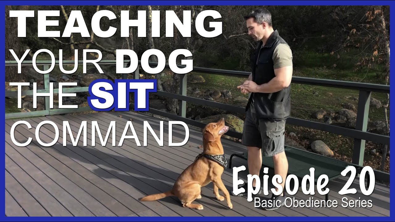 The Psychology Behind the Perfect Sit Command