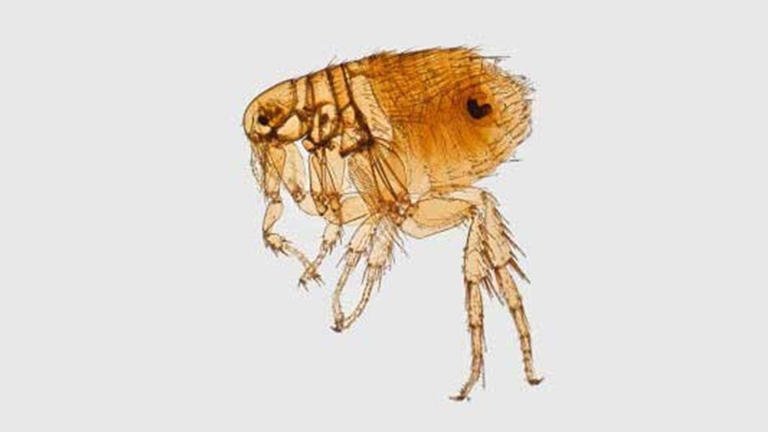 Plague infects New Mexico man after run of cases in western states