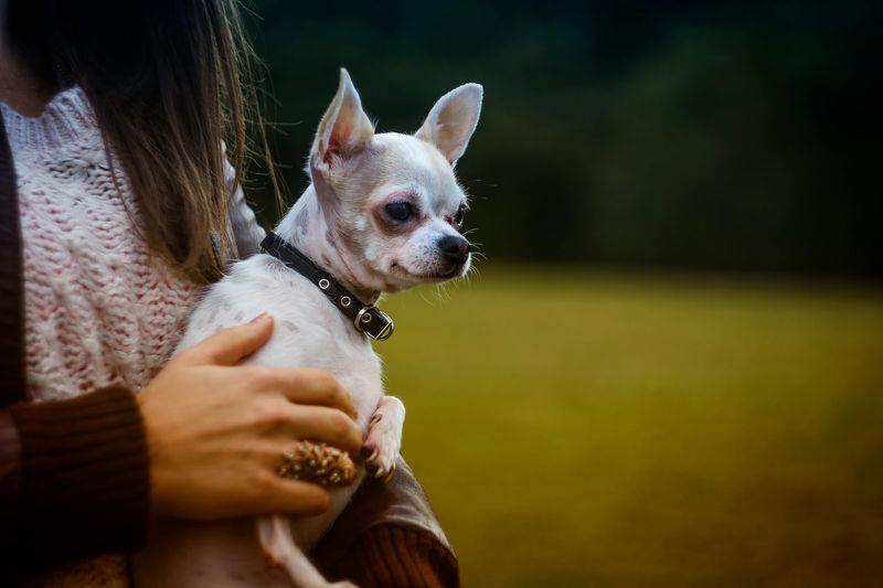 Adorably Tiny Dog Breeds You Need To Know About