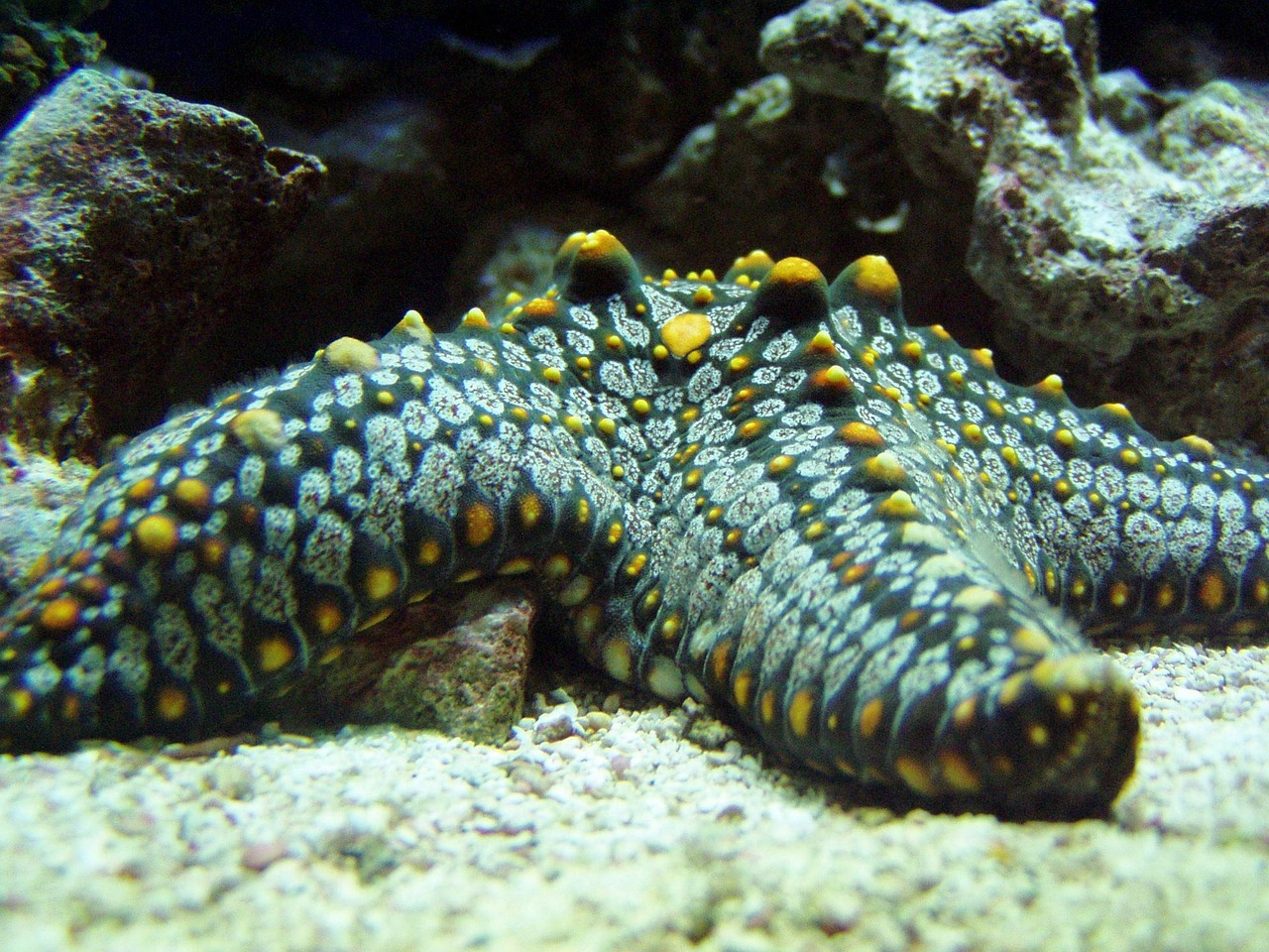 12 animals that can regrow body parts