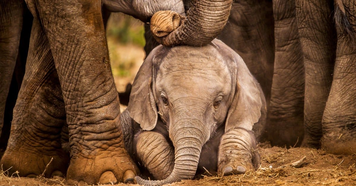 10 Fun and Surprising Facts About Baby Elephants