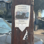 Passerby Sees A Missing Cat Poster… And Moments Later Makes Amazing ...