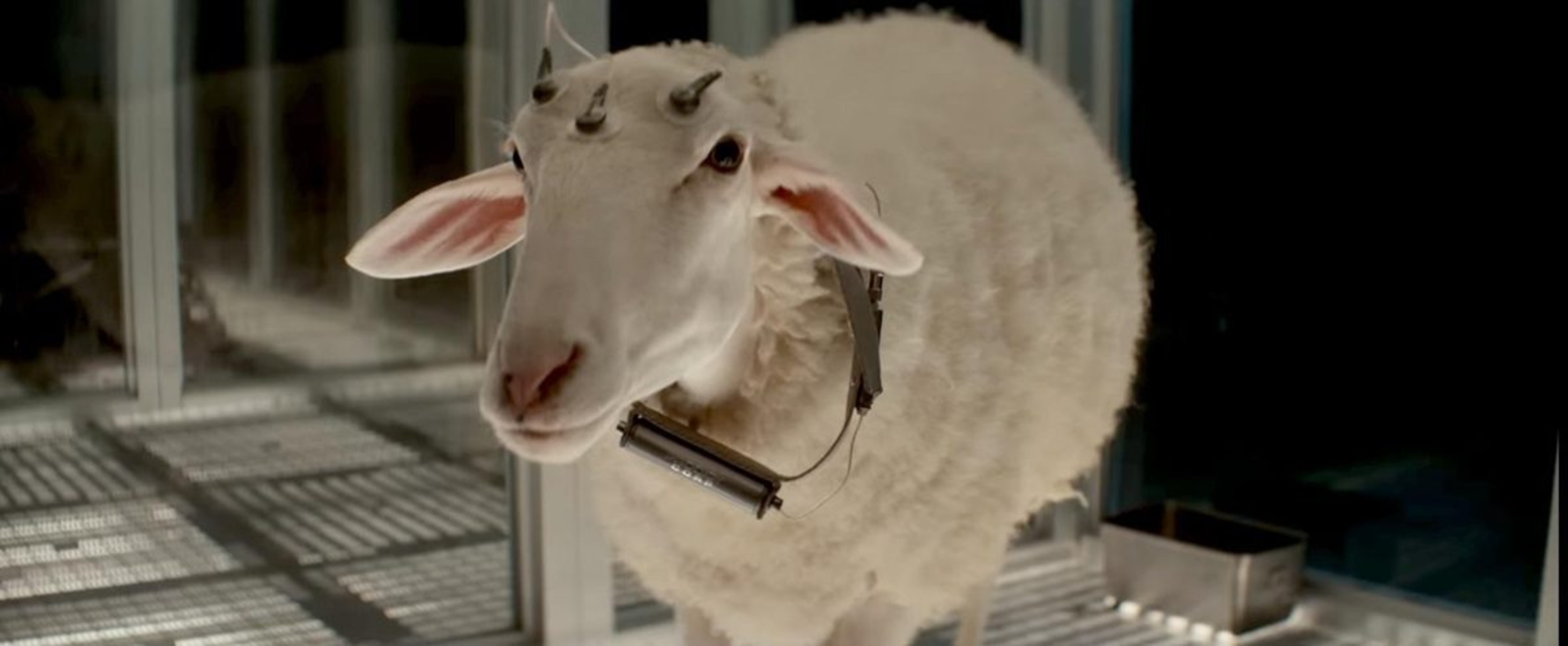 ALIEN: EARTH Introduces Its Most Terrifying Creature, and It’s a Sheep