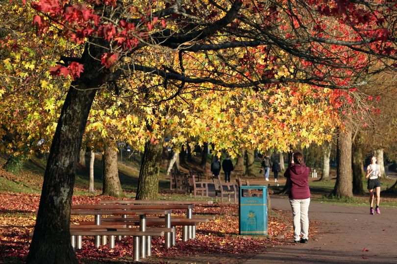 Why the UK is having a 'false autumn' with leaves turning brown in summer