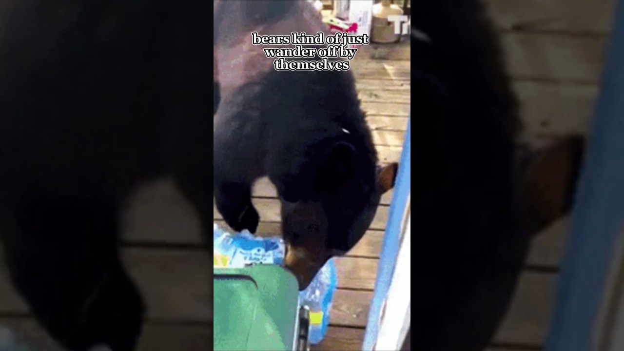 How dangerous is a bear's presence really?