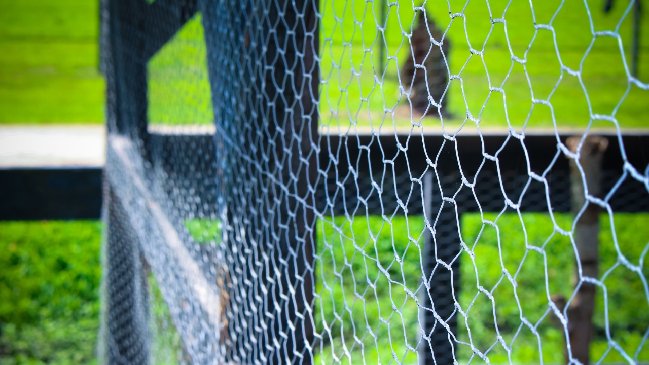 What You Should Check When Something’s Tearing Up the Chicken Wire