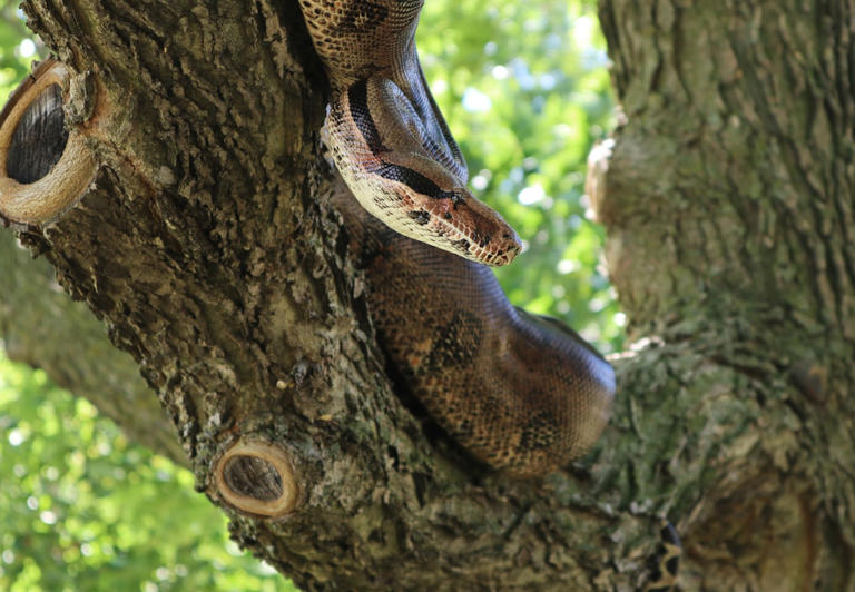 10 Countries With The Most Snakes