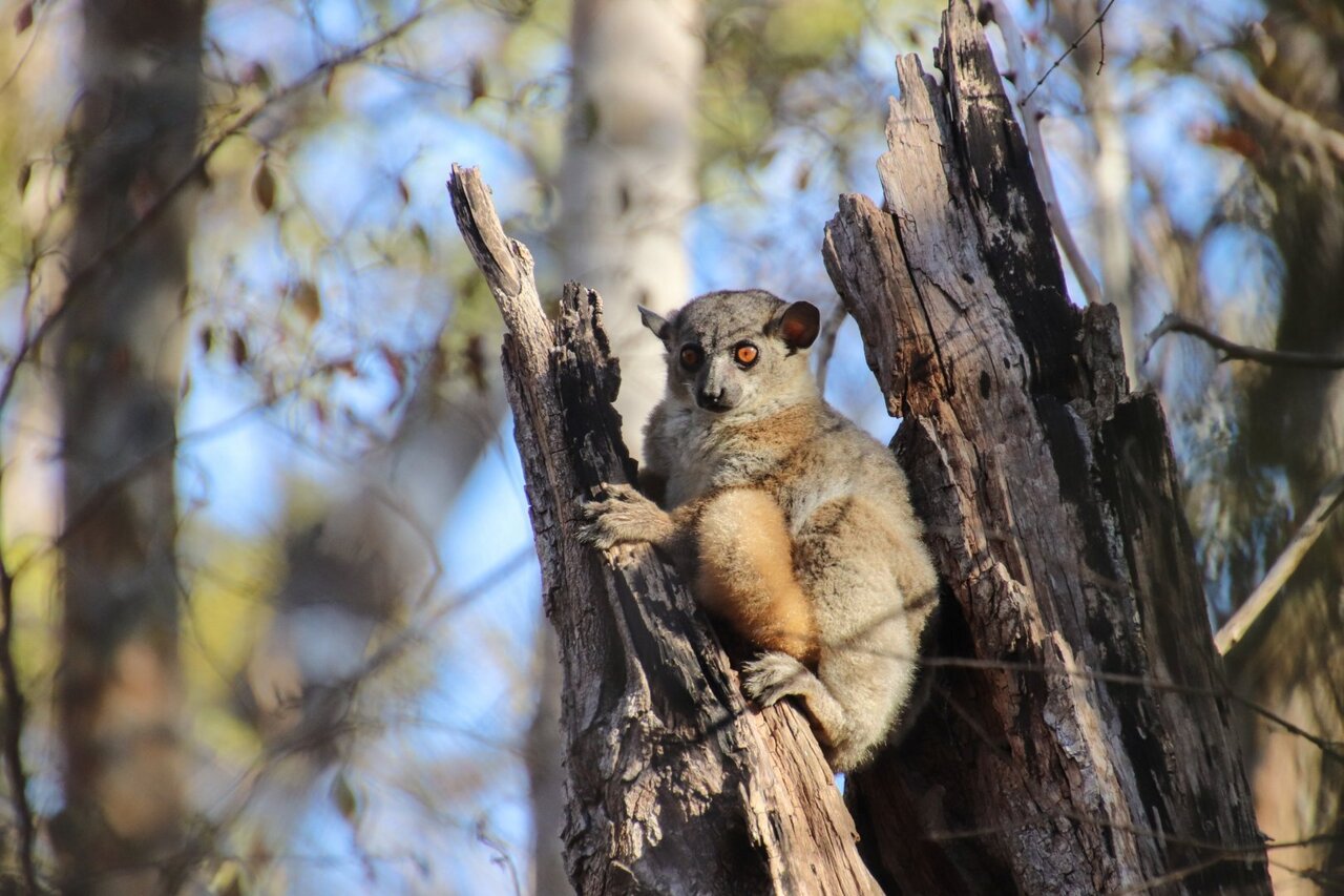 Diversity of lemurs in Madagascar due to repeated evolutionary bursts ...