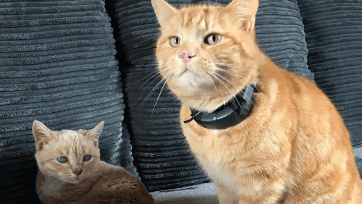 Little kitten will stay tiny forever due to rare condition