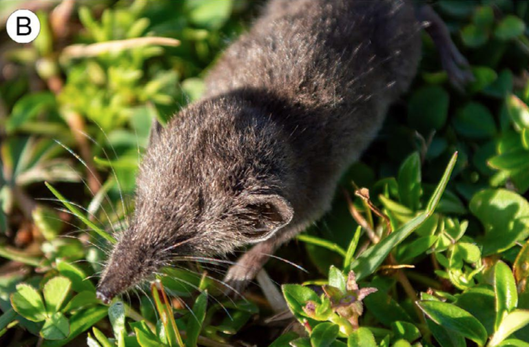 ‘Tiny' mammals and ‘hammer'-head creatures: See these newly discovered ...