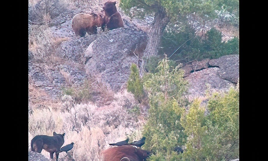 Yellowstone grizzly bear momma, cubs chase pesky wolf from bison carcass