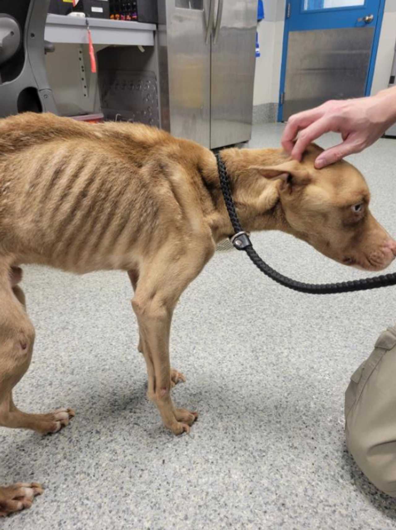 Emaciated Dog Dumped At Virginia Clinic ‘Humanely Euthanized,’ Police Say