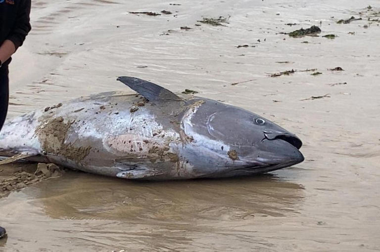 Huge bluefin tuna 'weighing 300lbs' washes up on Cornwall beach