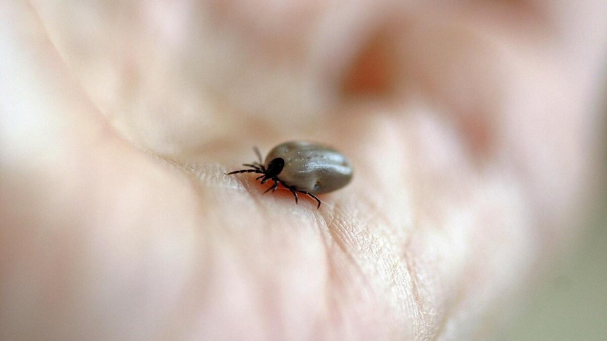 Qué es la rickettsia y cuáles son los principales síntomas de alerta