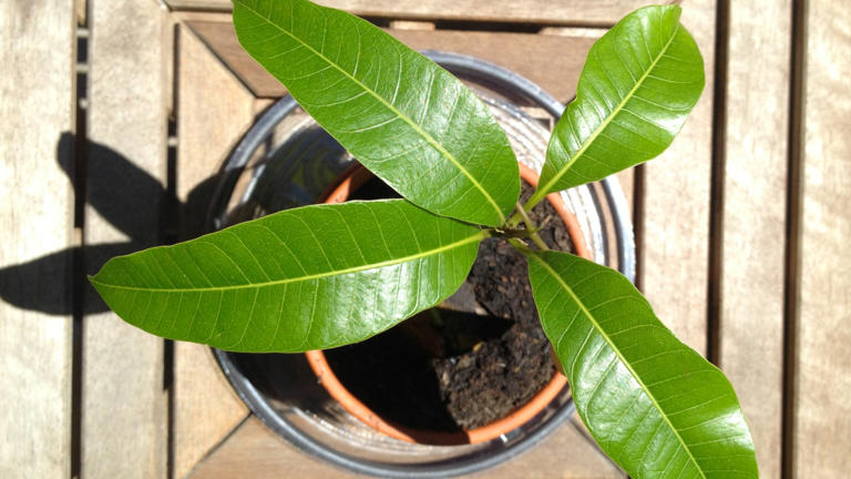 How to Grow a Mango Tree From Seed
